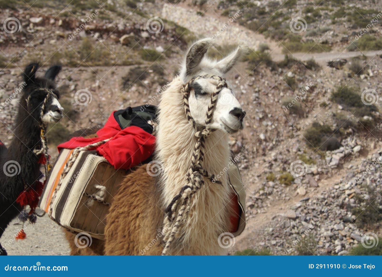 Llama stock photo. Image of wool, argentina, puna, transport - 2911910