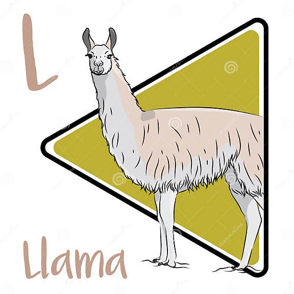 Llamas are Social Animals and Live with Others As a Herd. Stock Vector ...