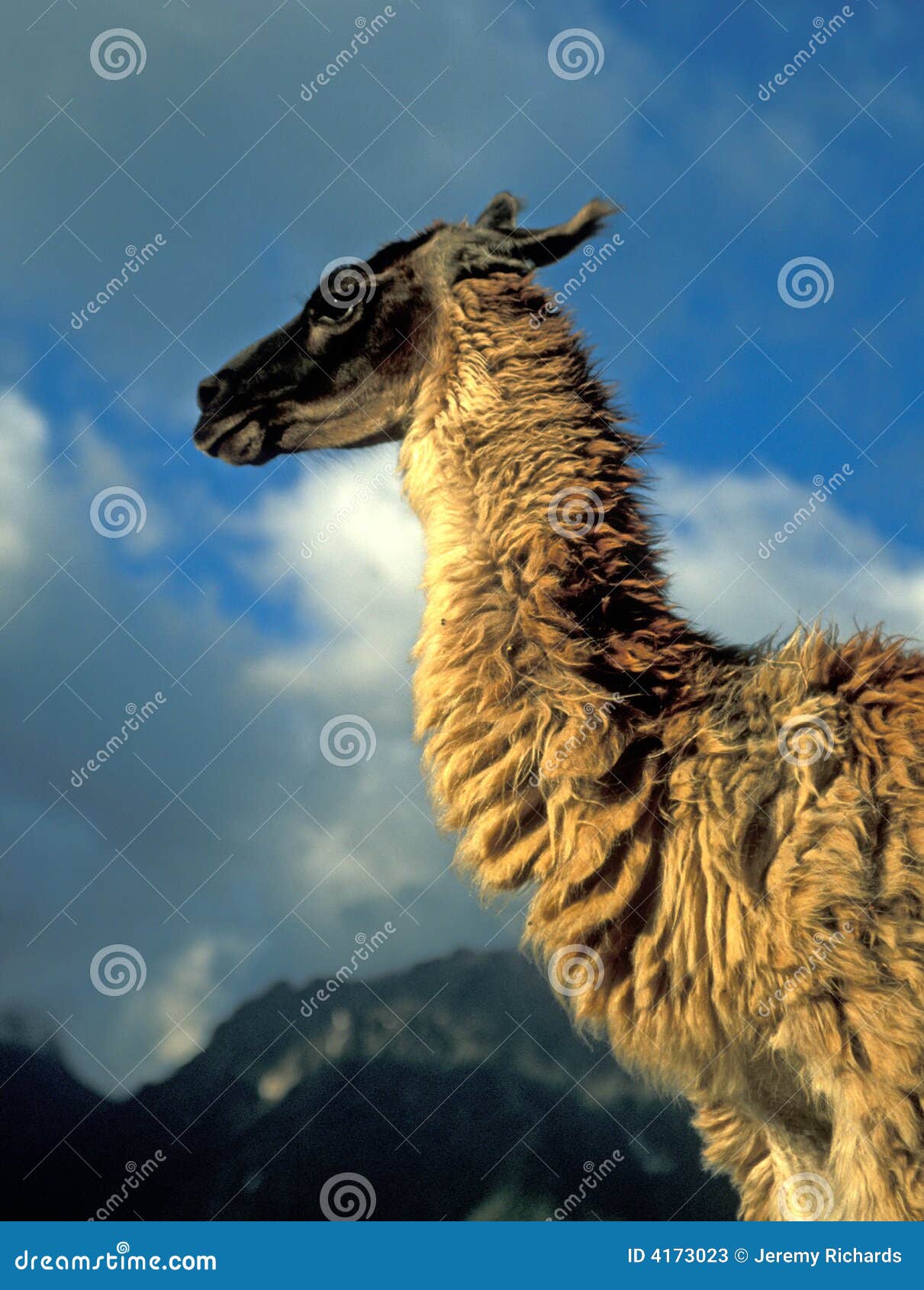 Llama stock image. Image of mammal, machu, warm, picchu - 4173023