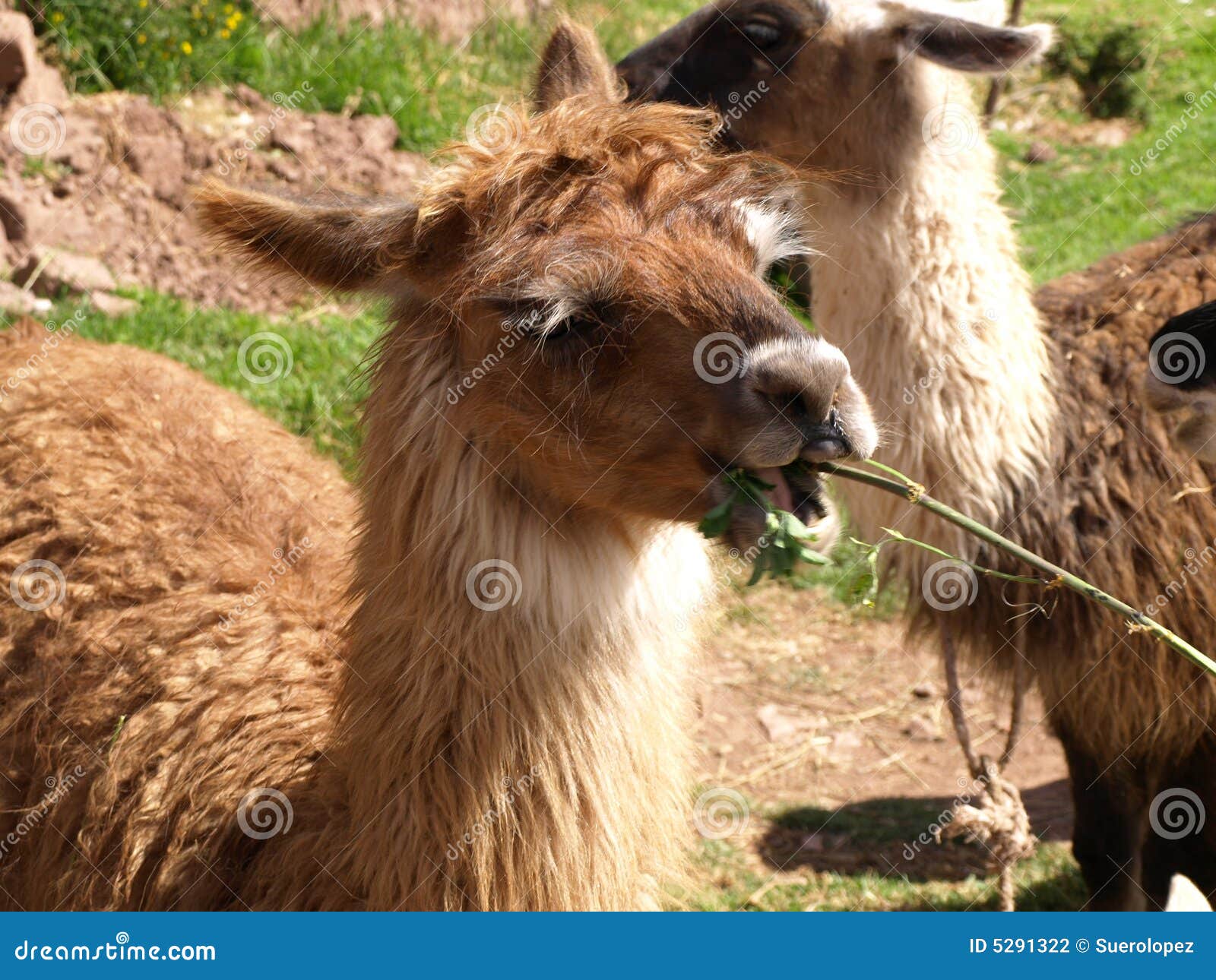 Llama stock photo. Image of south, eating, llama, cuzco - 5291322
