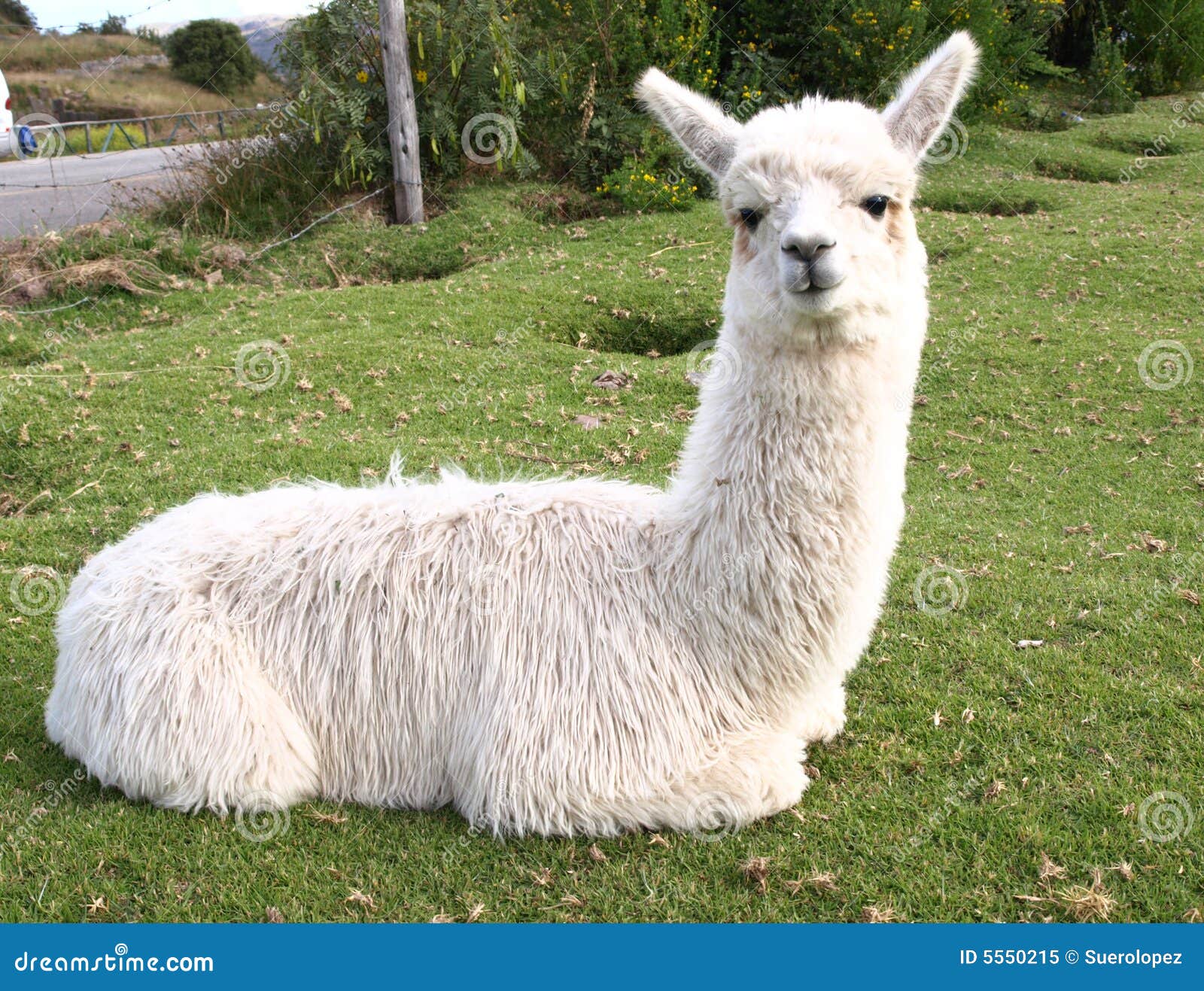Llama Imagen. Imagen: 5550215