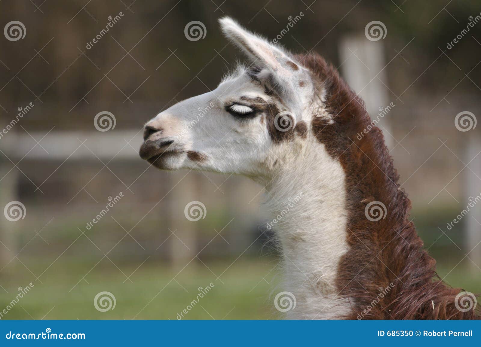 Llama stock photo. Image of animal, exotic, peru, white - 685350