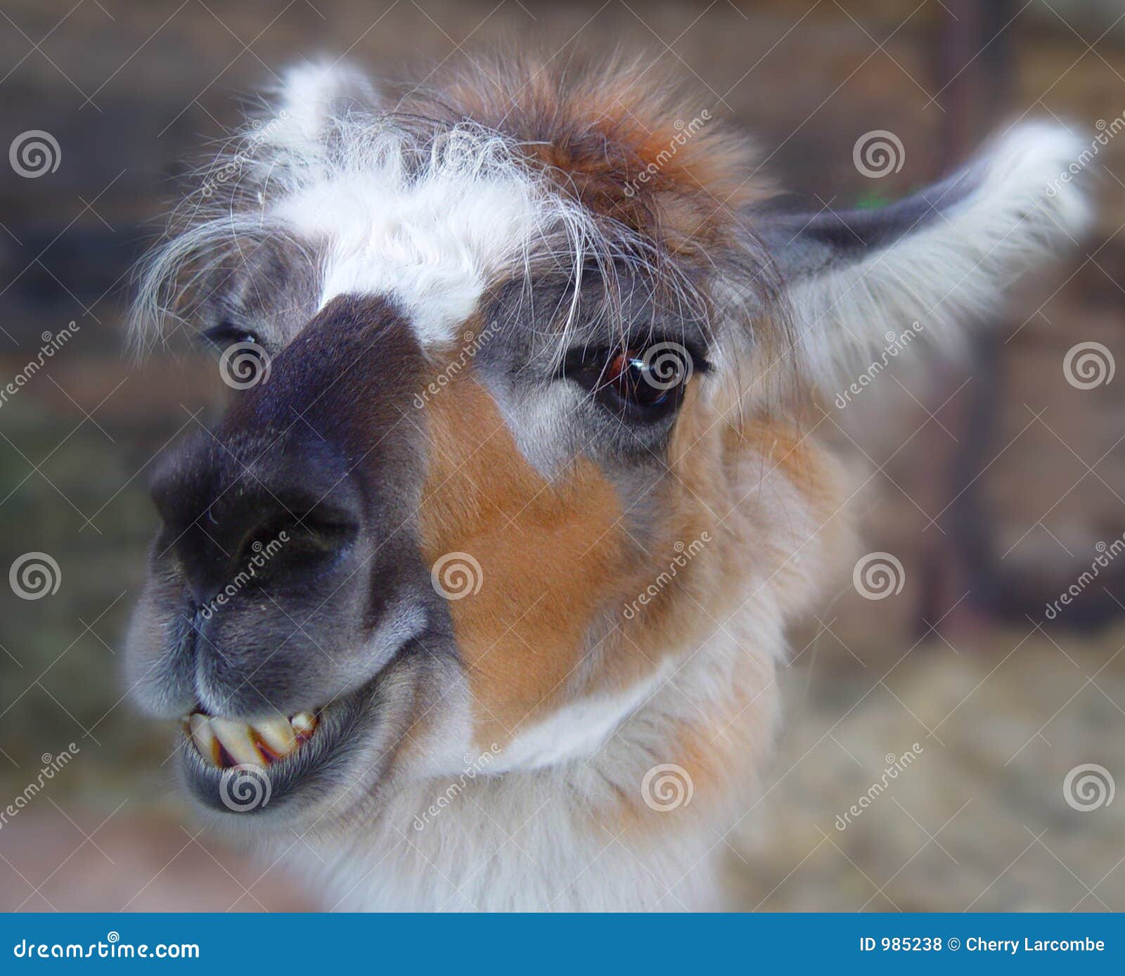 Llama stock photo. Image of llama, mammal, south, teeth - 985238