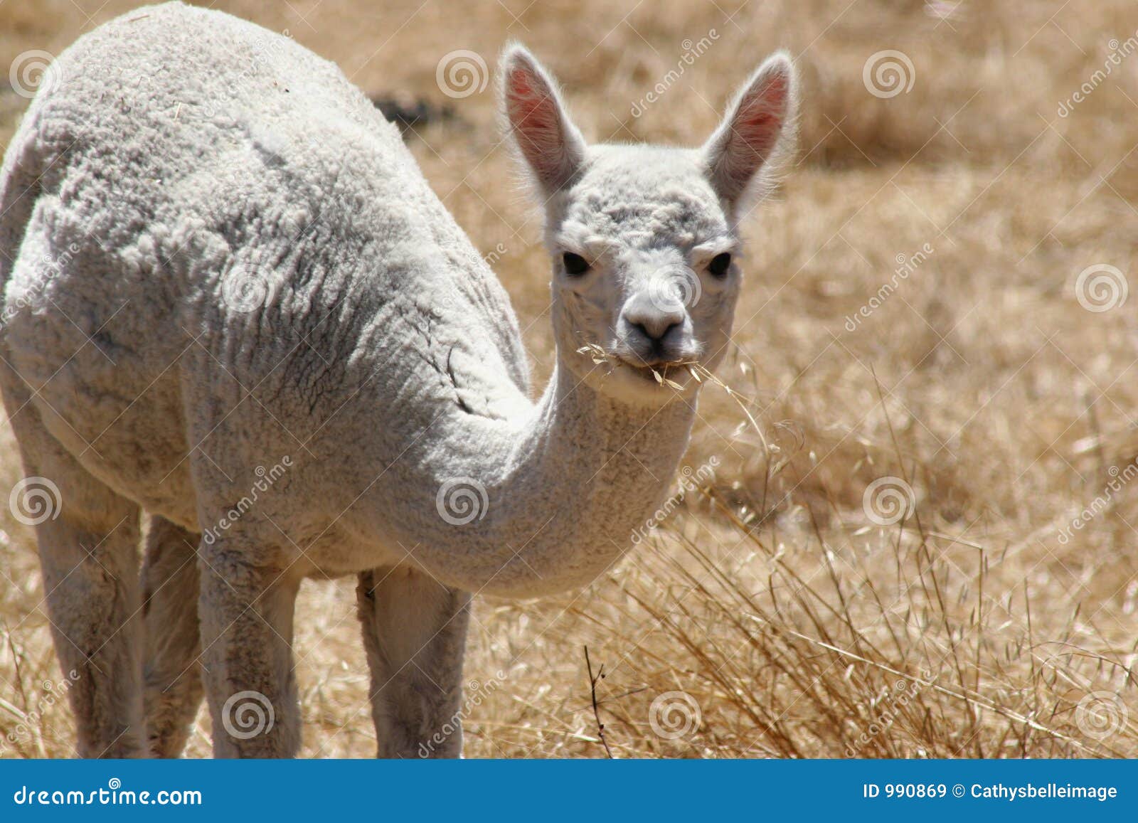 Llama stock image. Image of white, appaloosas, llama, friendly - 990869