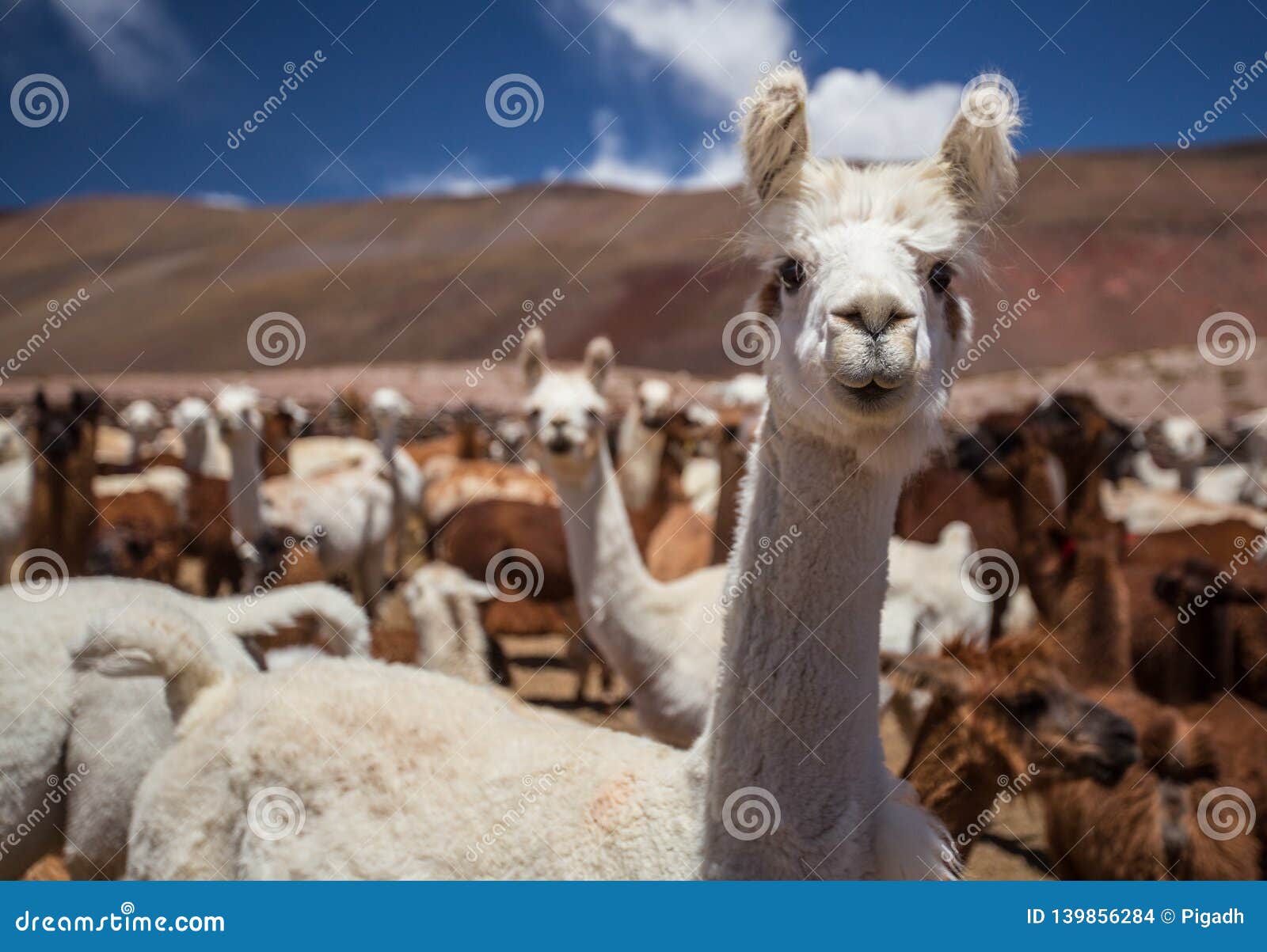 Llama from the Andes Mountains Stock Photo - Image of austral ...
