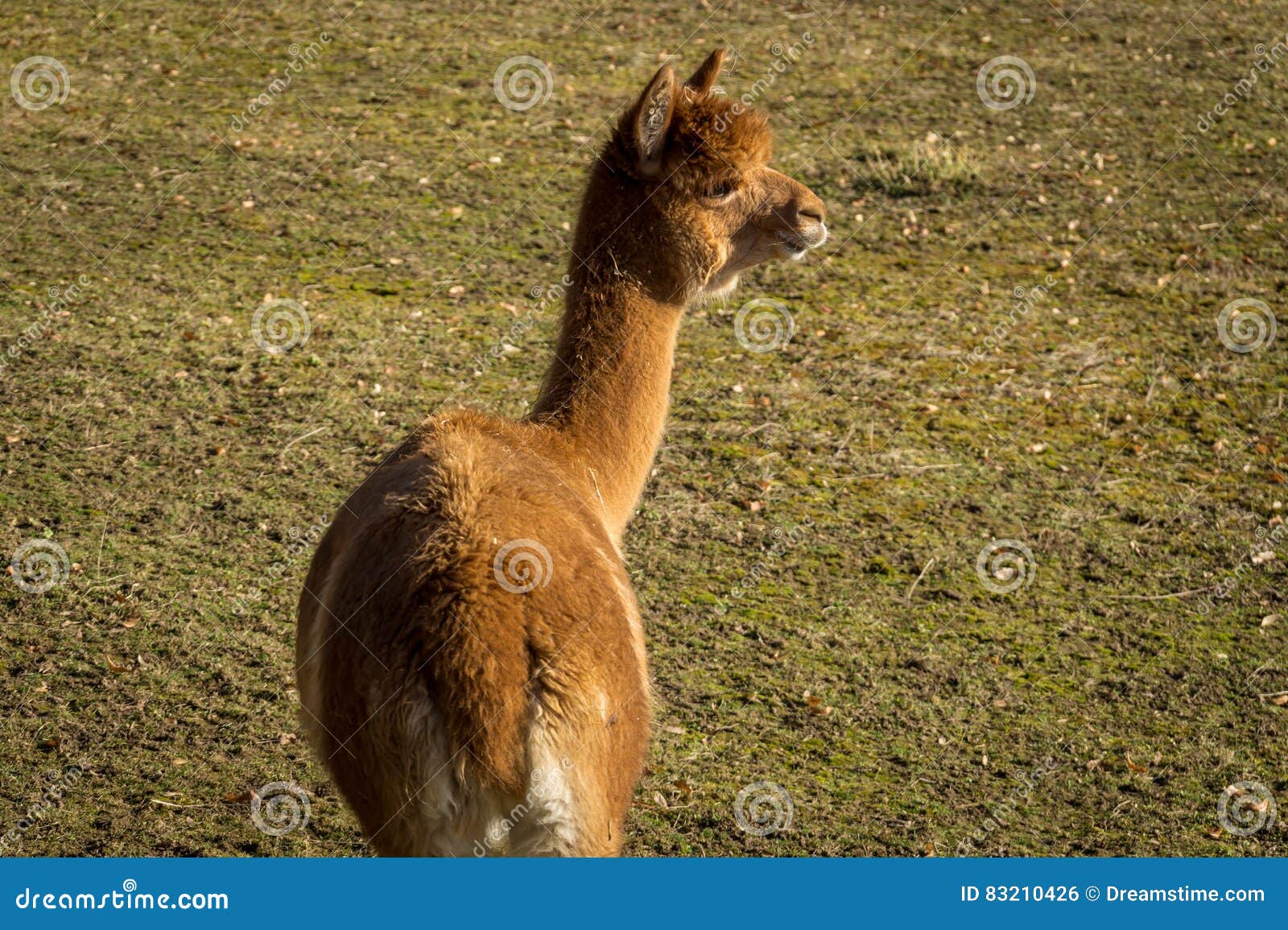 Llama baby stock photo. Image of straw, cute, brown, baby - 83210426