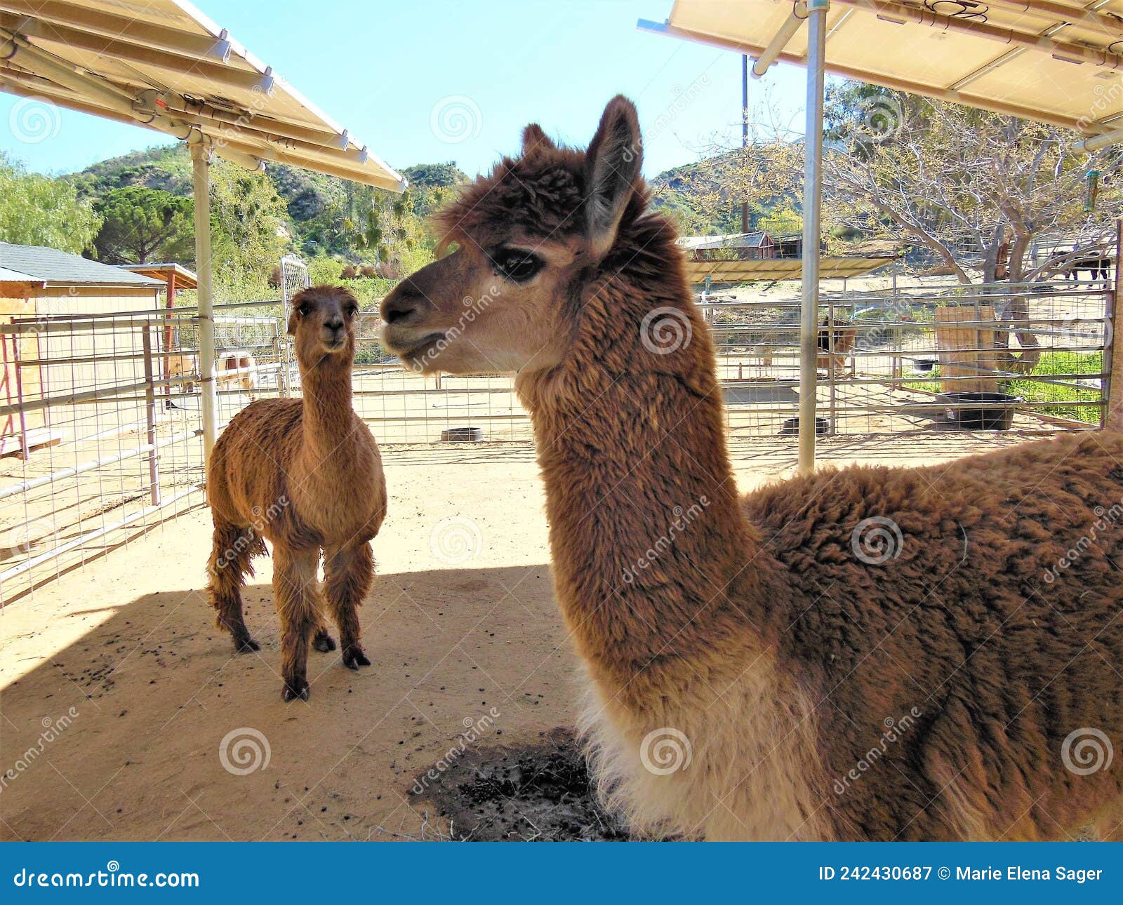 Llama Beautiful Eyes stock image. Image of domesticated - 242430687