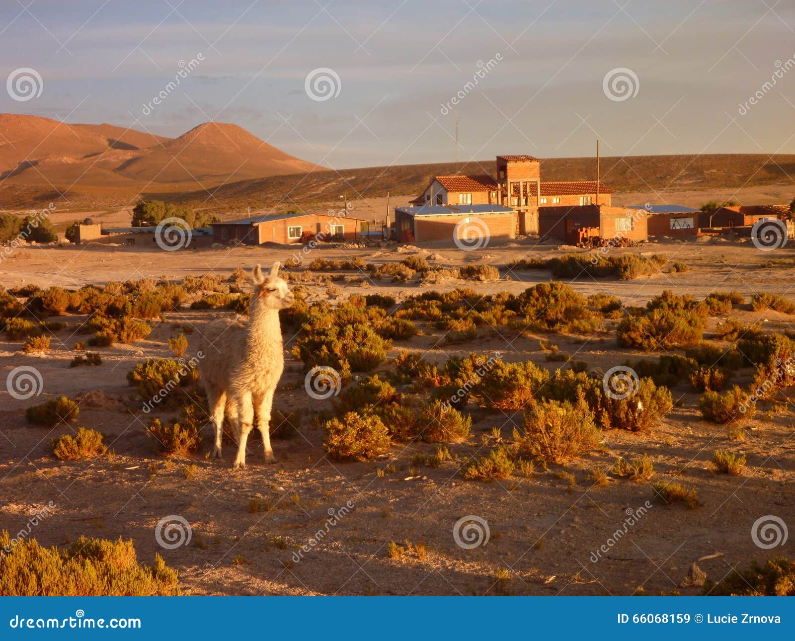 Llama at the Beautiful Sunset at Altiplano Stock Image - Image of llama ...