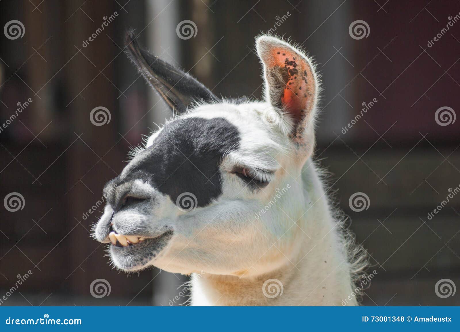 Llama chewing something stock photo. Image of face, head - 73001348