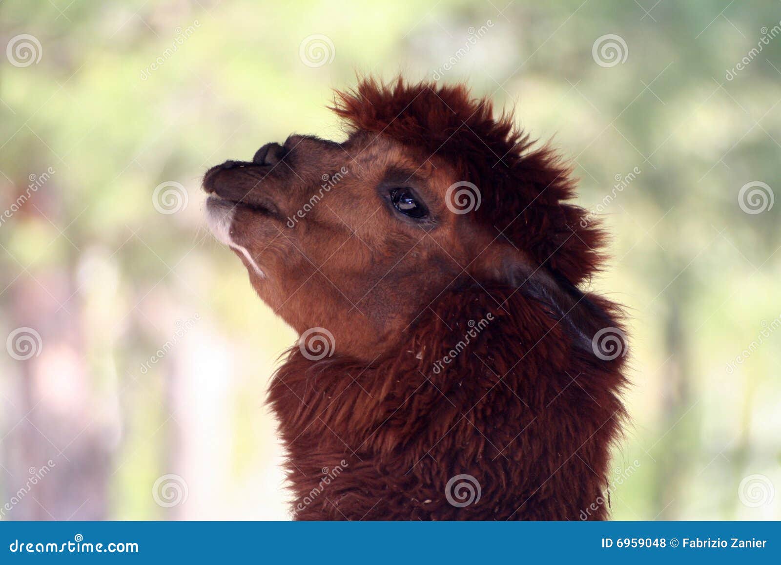 Llama, close up stock photo. Image of livestock, fuzzy - 6959048