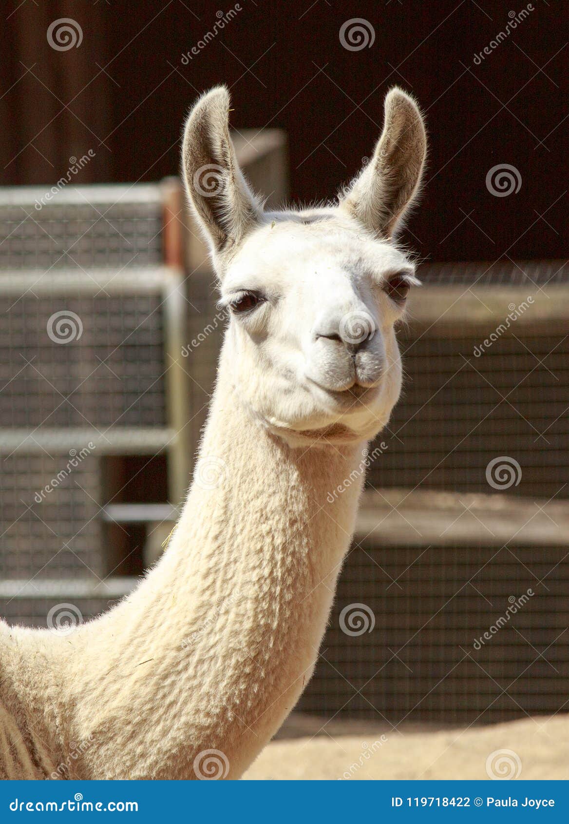 Llama Close Up of Head and Face - in Captivity Stock Photo - Image of ...