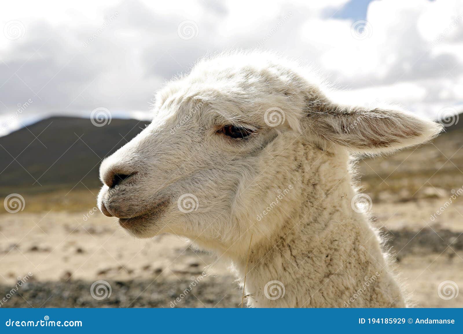 Llama Close-up stock image. Image of lama, wild, mountain - 194185929