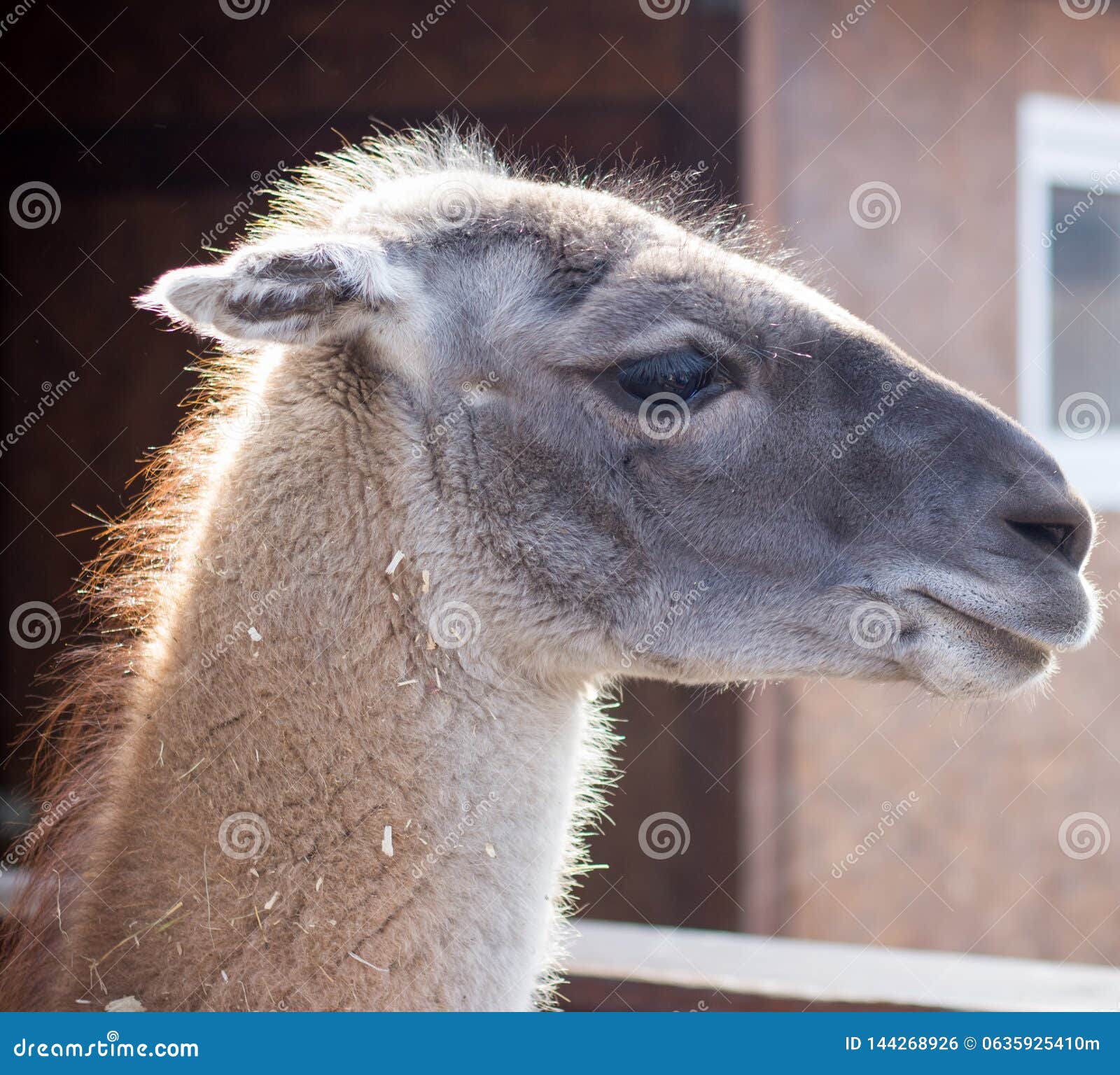 Llama close up stock photo. Image of wool, nature, camel - 144268926