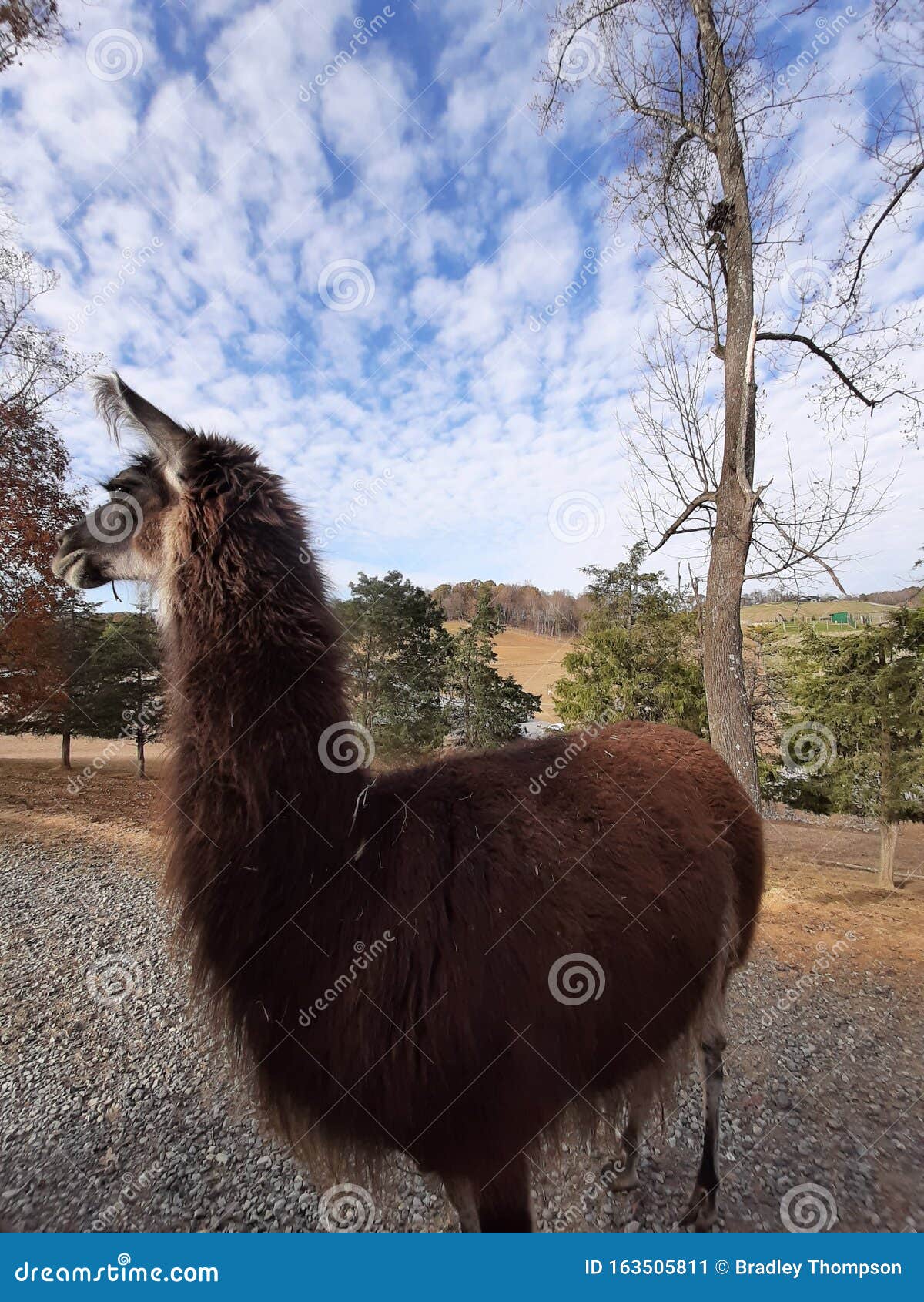 Llama closeup stock image. Image of closeup, nature - 163505811