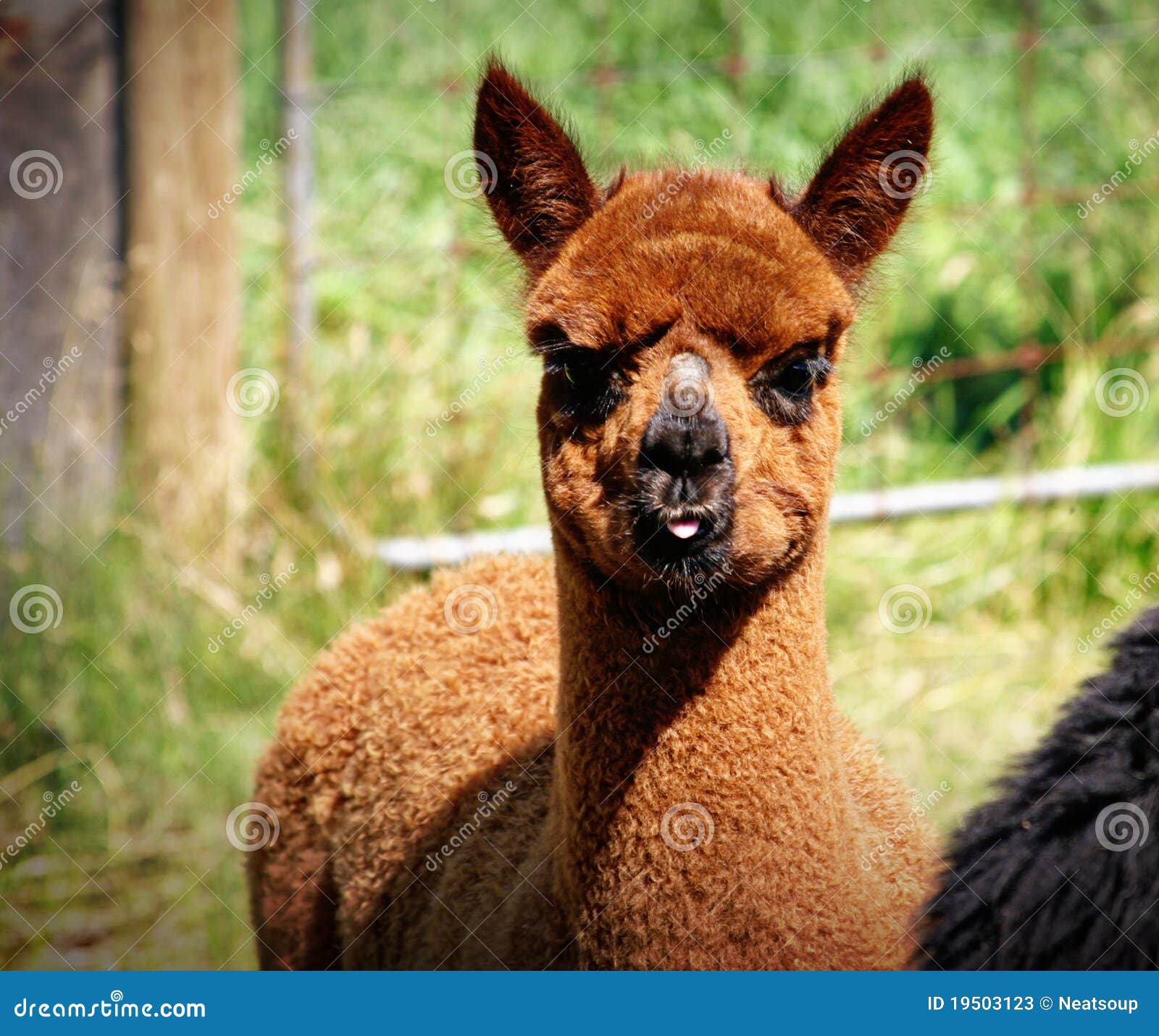 Llama de Brown imagen de archivo. Imagen de llama, granja - 19503123