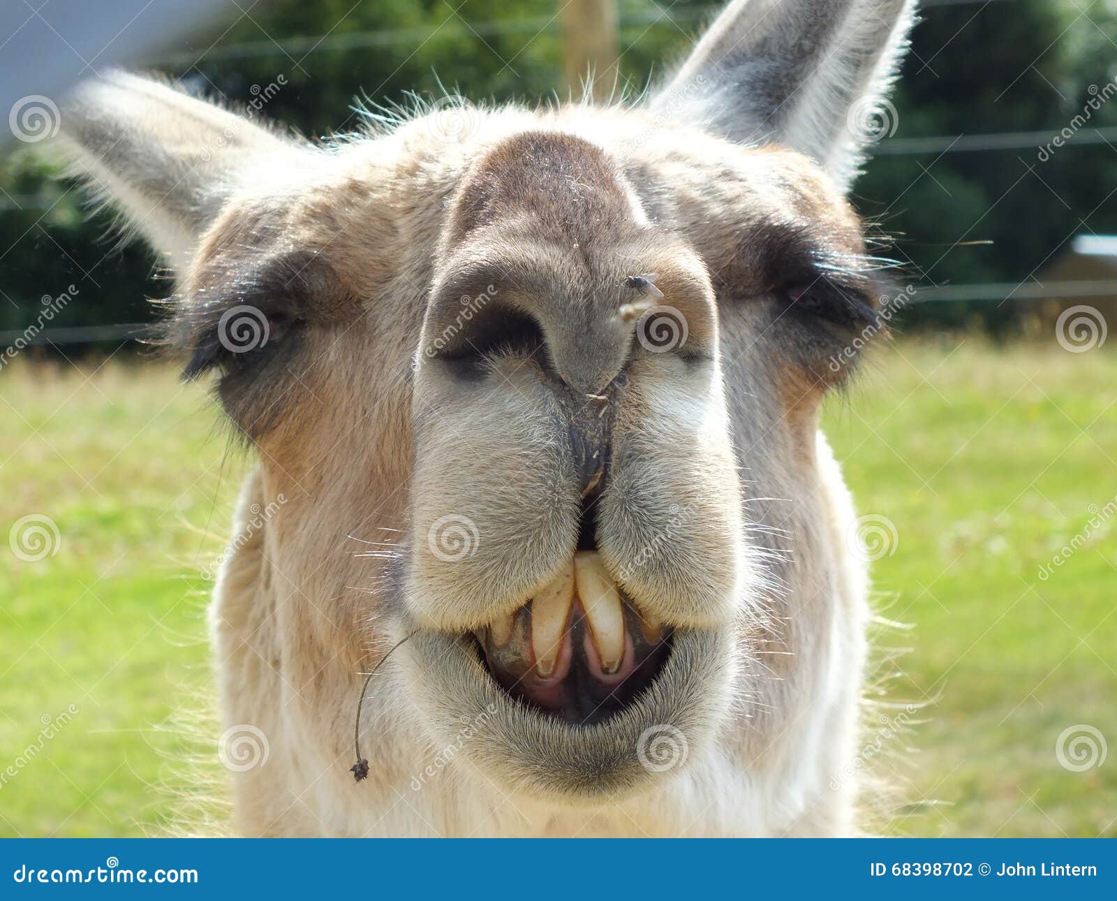 Llama de risa foto de archivo. Imagen de aspecto, cierre - 68398702