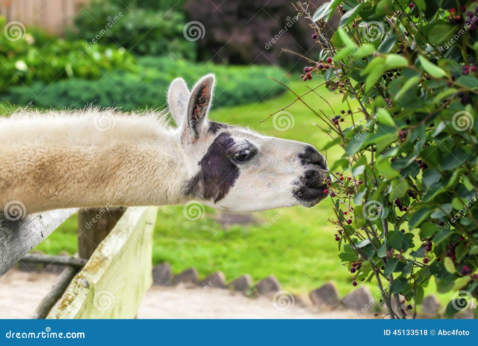 Llama Eating Bush from the Paddock Stock Photo - Image of ears, grazing ...