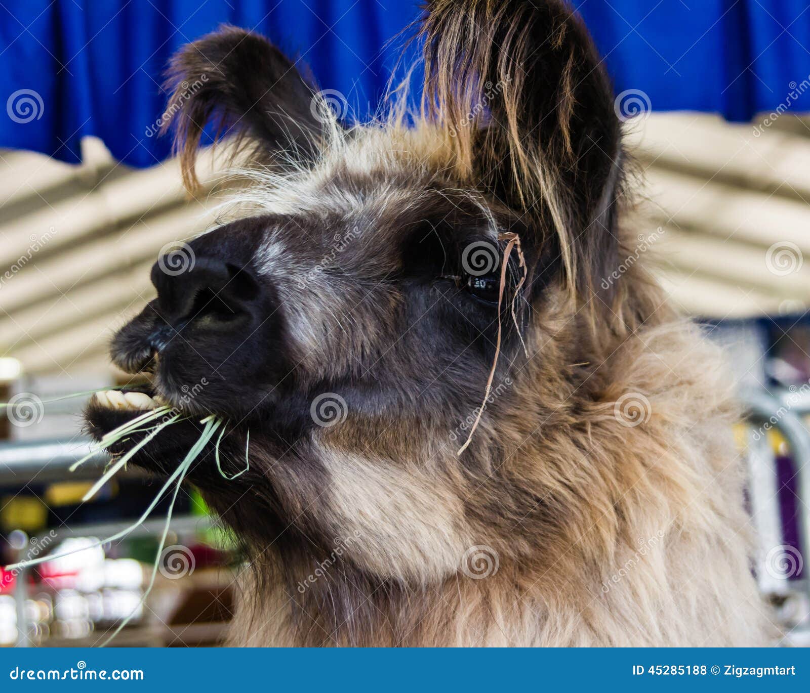 Llama Eating or Chewing Grass Stock Photo - Image of chewing, ranching ...
