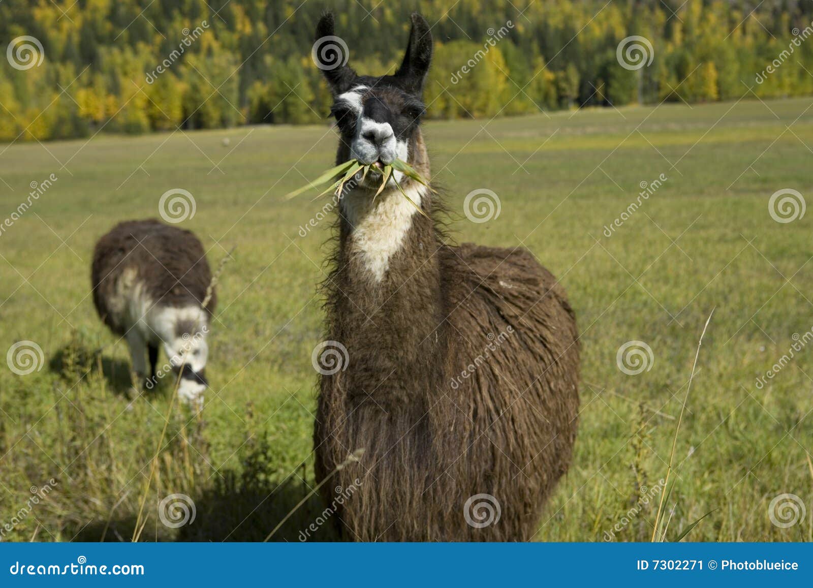 Llama eating grass stock image. Image of nature, themes - 7302271
