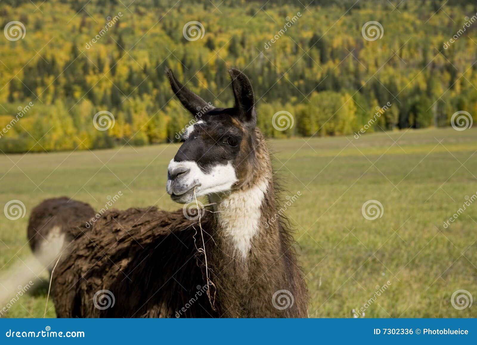 Llama eating grass stock photo. Image of curly, culture - 7302336