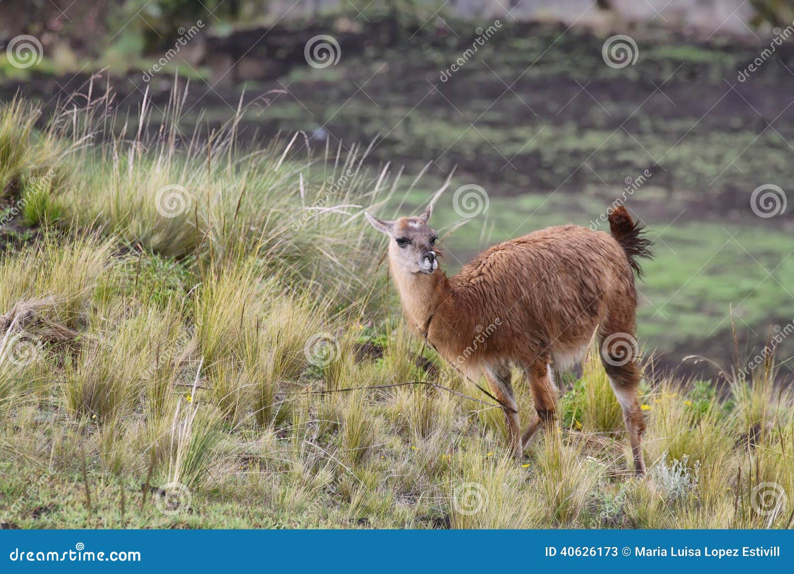 Llama eating grass stock image. Image of head, hair, glama - 40626173