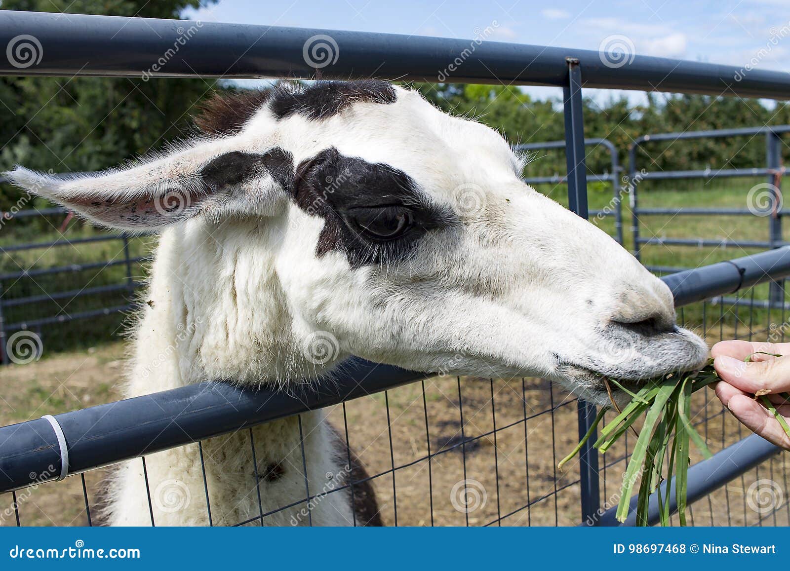 Llama Eating Grass from Hand Stock Photo - Image of animal, goat: 98697468