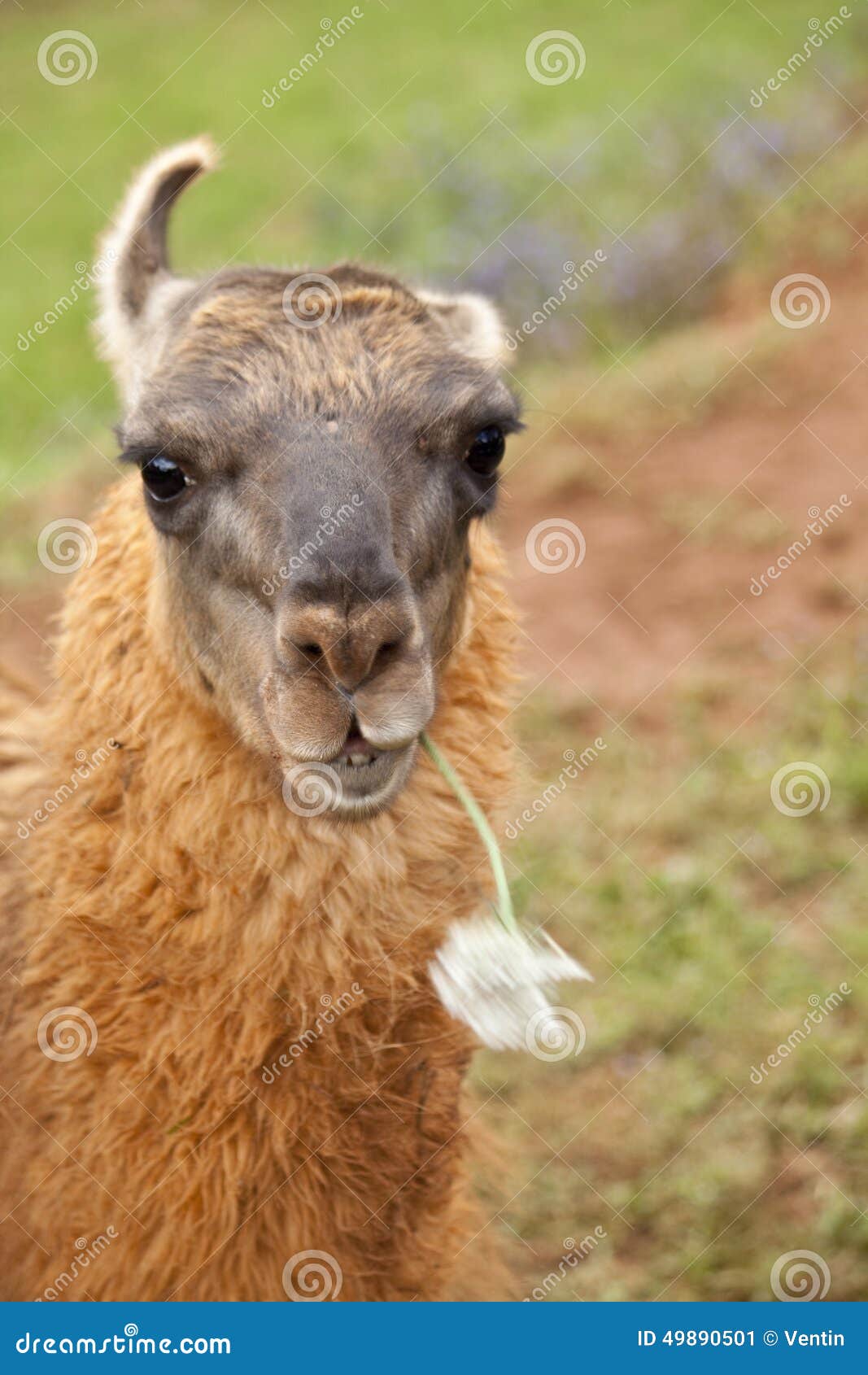 Llama stock image. Image of close, head, eating, andes - 49890501