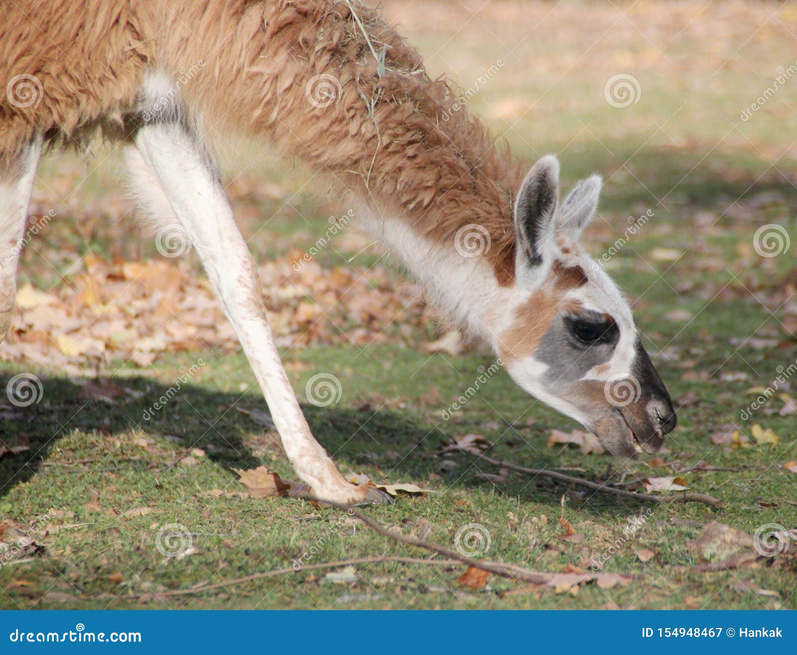 Llama is eating stock image. Image of young, kangaroo - 154948467