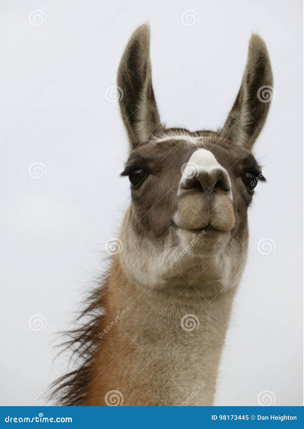 Llama face stock image. Image of close, closeup, camelid - 98173445