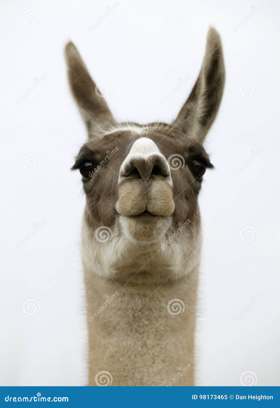 Llama Face People