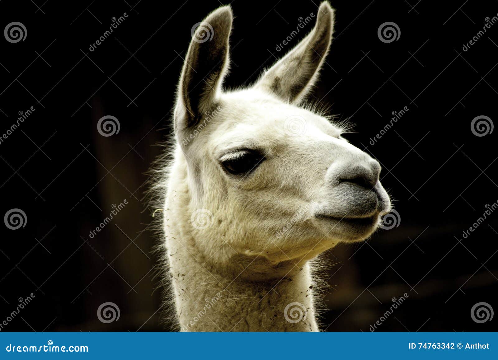 Llama Face stock photo. Image of animals, mamal, animal - 74763342