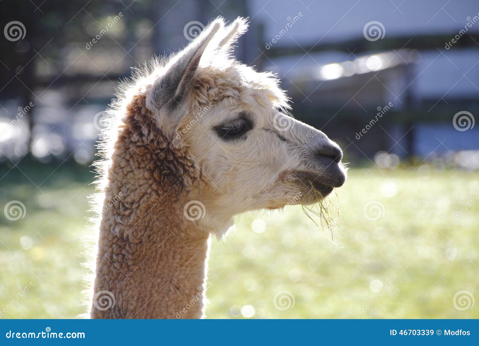 LLama Face Profile View stock image. Image of animal - 46703339