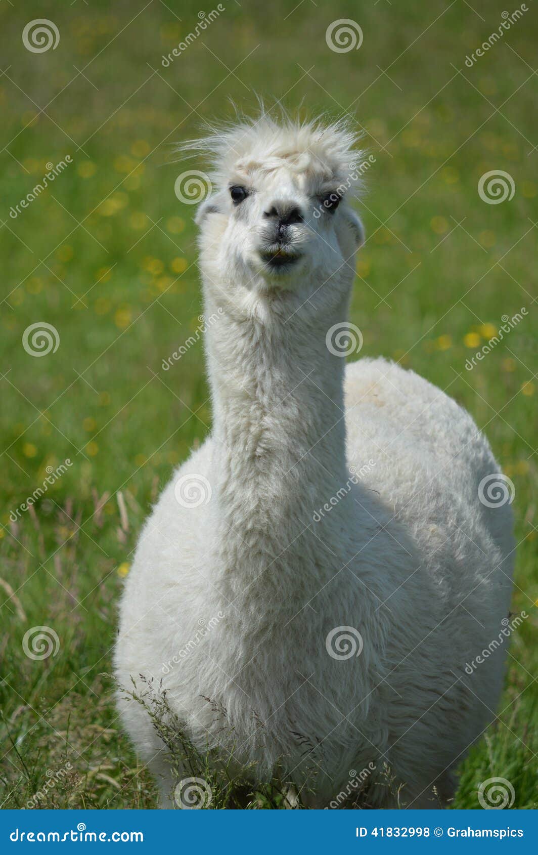 Llama Facing Front stock photo. Image of white, wool - 41832998
