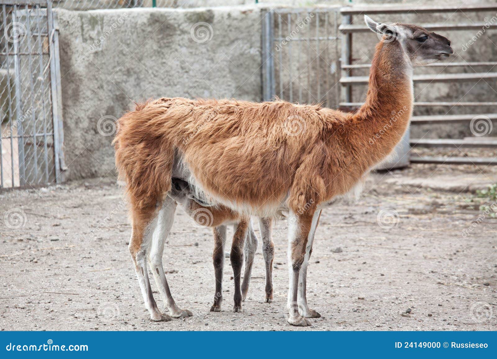 Llama family stock photo. Image of vertebrate, lovely - 24149000