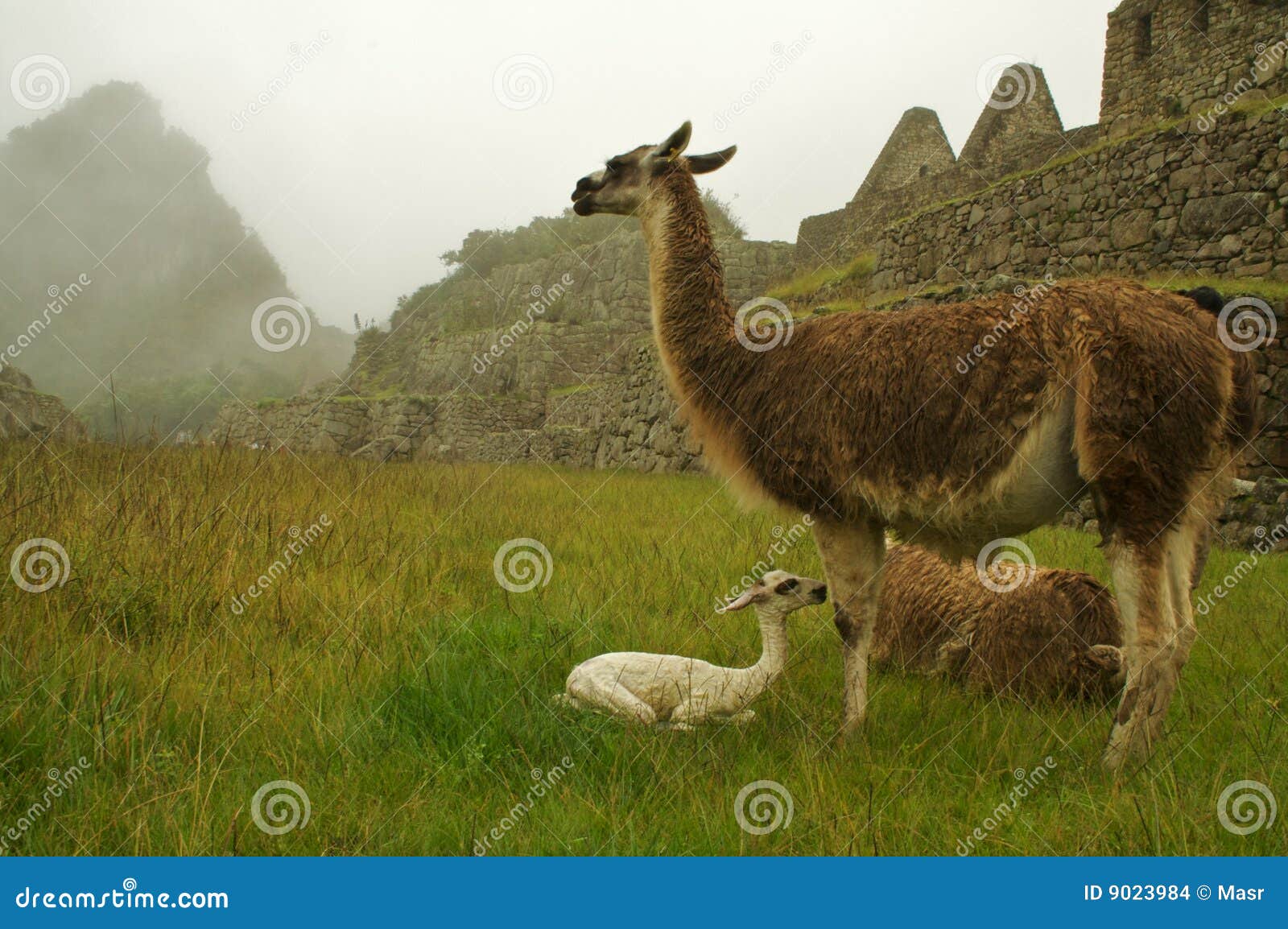 Llama Family On Machu Picchu Stock Photography | CartoonDealer.com #9023984
