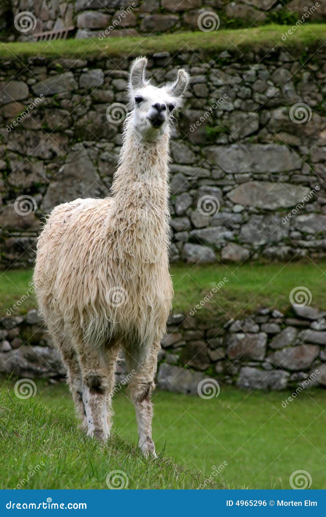 Llama at he Famous Machu Picchu Stock Photo - Image of adventurous ...