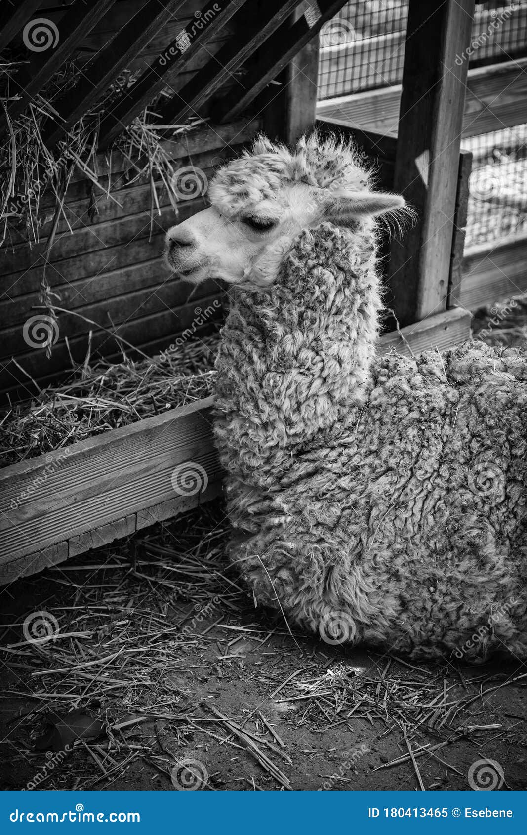 Llama in a farm stock image. Image of mammal, domestic - 180413465