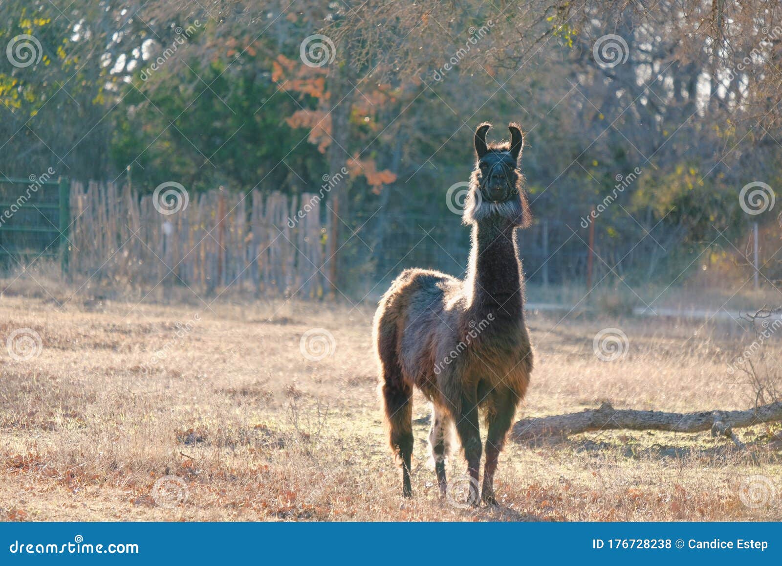 Llama in farm field stock photo. Image of standing, looking - 176728238
