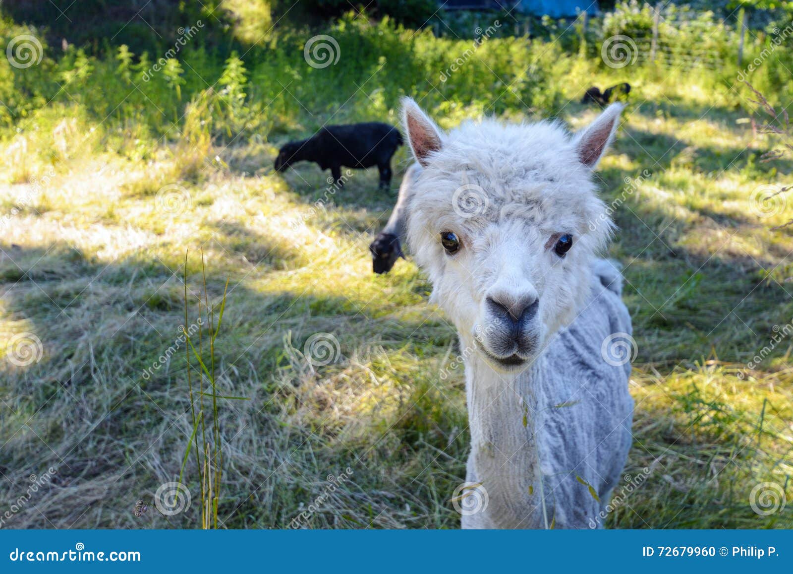 Llama on a farm stock photo. Image of mammal, domesticated - 72679960