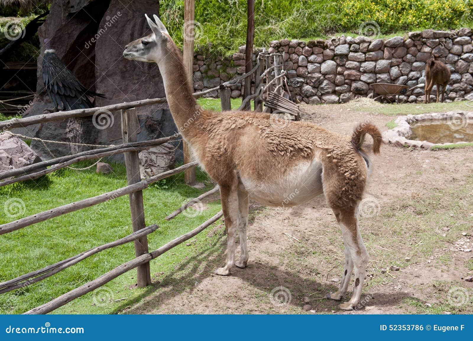 Llama Farm stock photo. Image of adorable, llama, outdoors - 52353786
