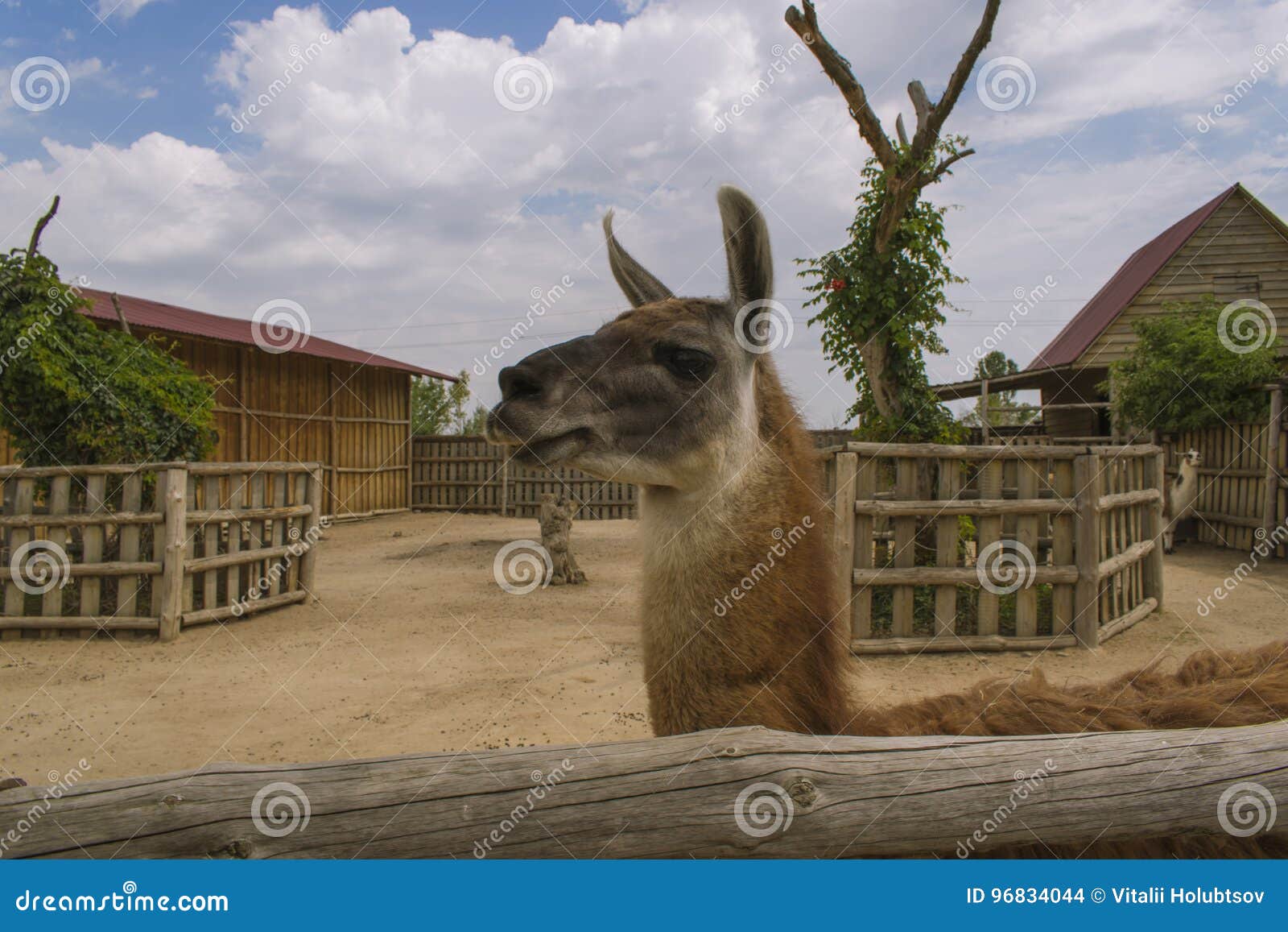 Llama in the fence stock photo. Image of mammal, smile - 96834044