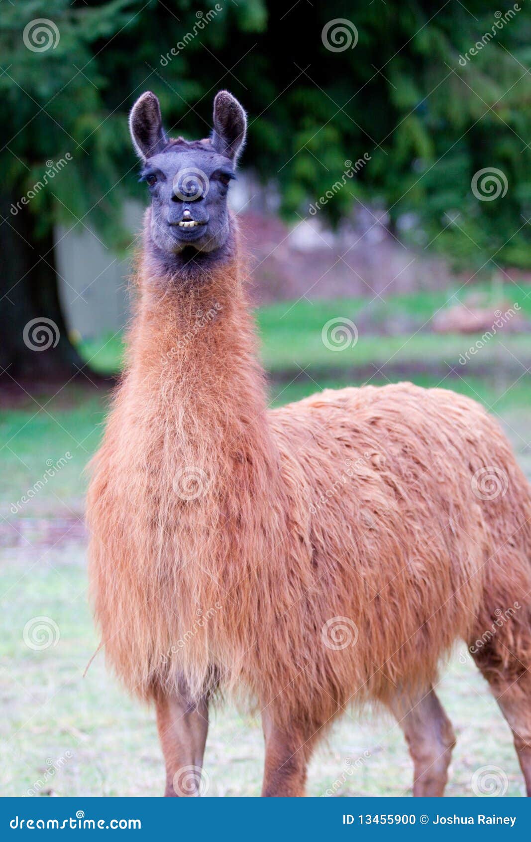 Llama in Field stock photo. Image of ears, springfield - 13455900