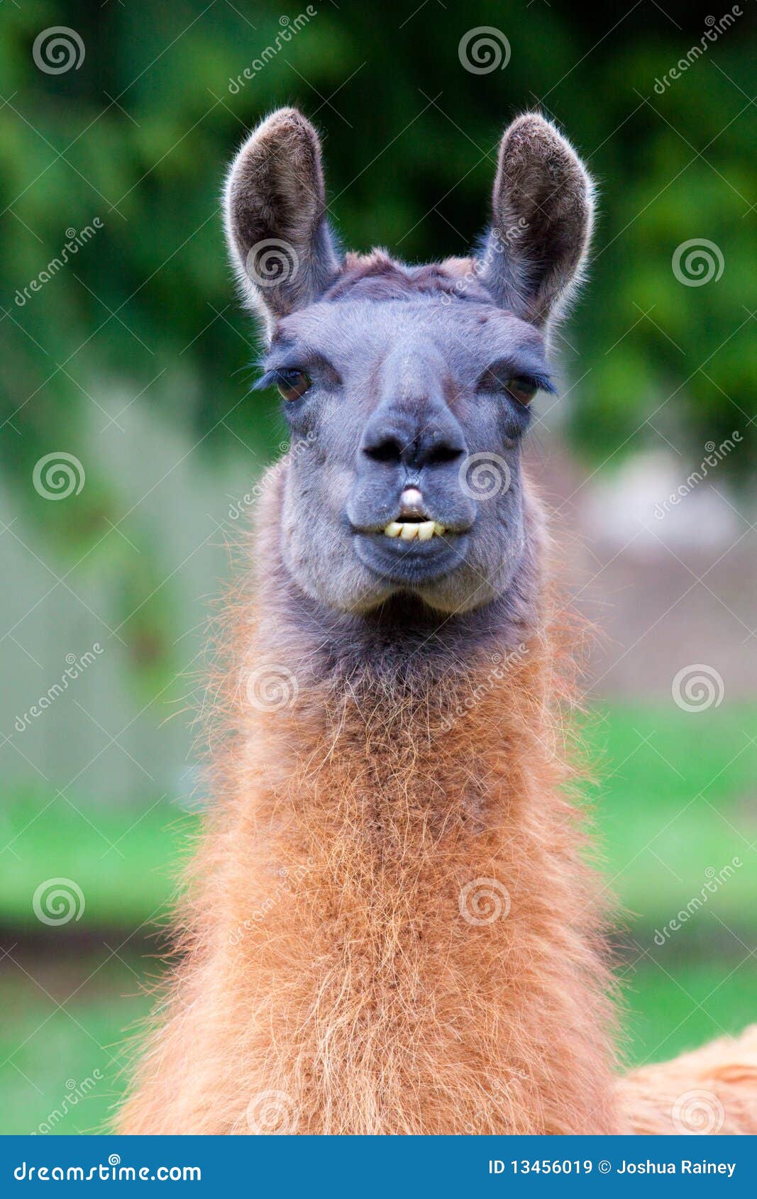 Llama in Field stock image. Image of curious, field, mammal - 13456019