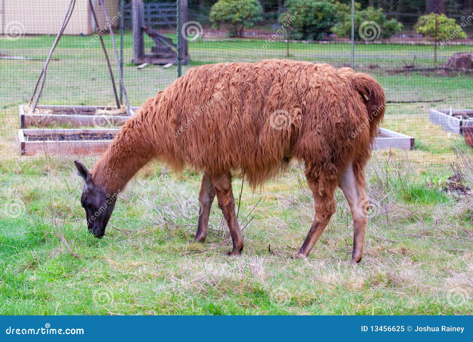 Llama in Field stock image. Image of oregon, green, brown - 13456625