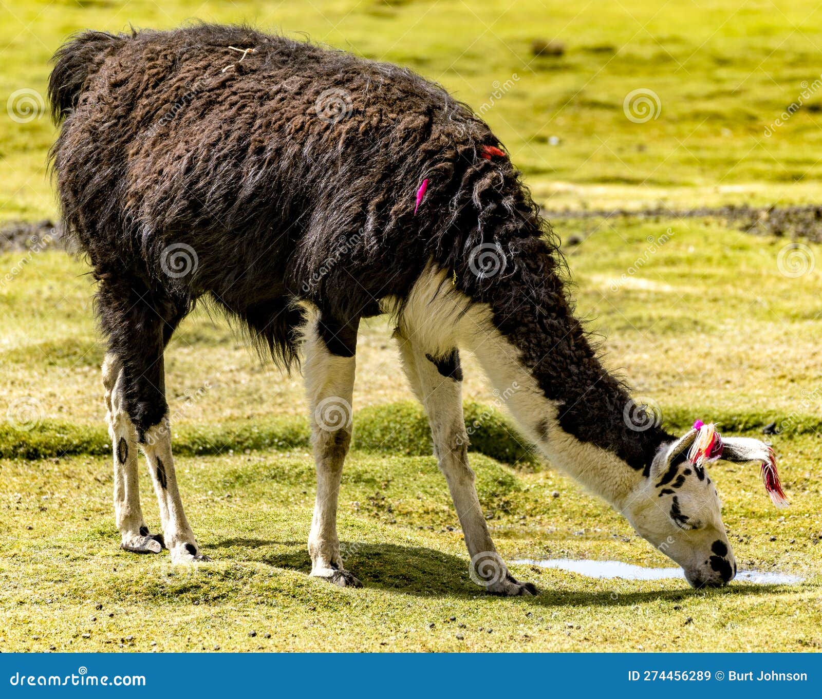 LLama in a Field in the High Desert of Bolivia Stock Image - Image of ...