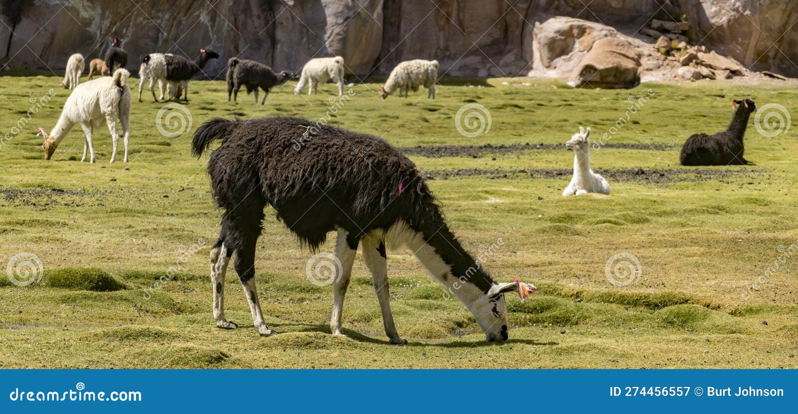LLama in a Field in the High Desert of Bolivia Stock Image - Image of ...