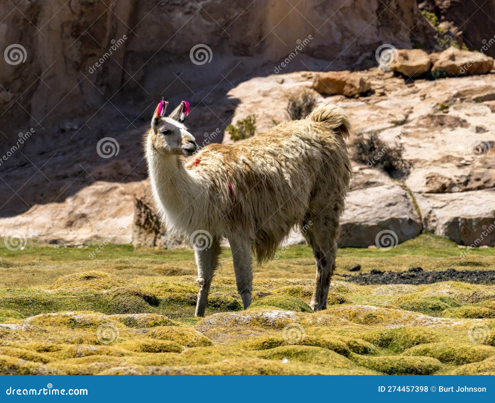 LLama in a Field in the High Desert of Bolivia Stock Photo - Image of ...
