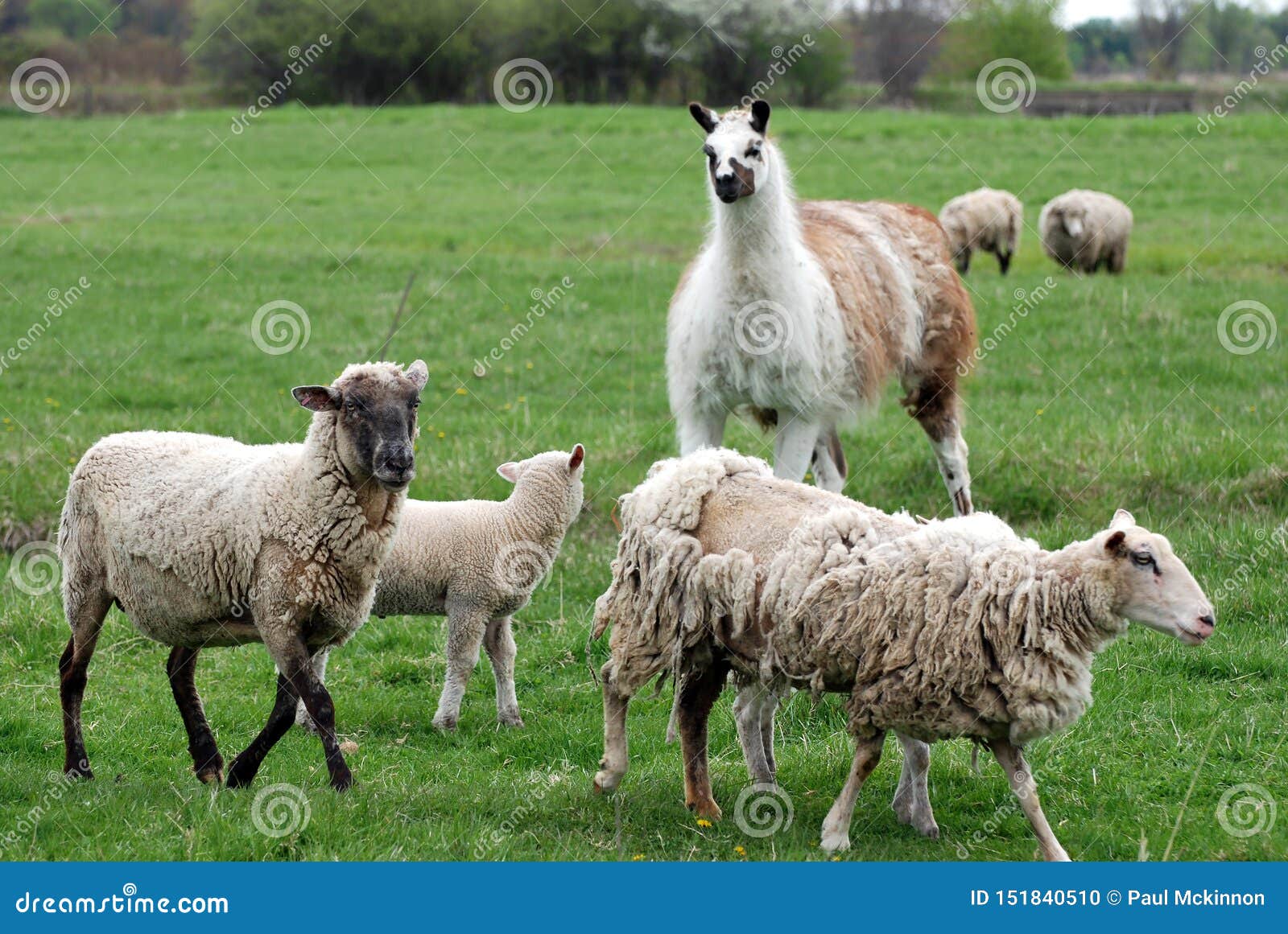 Llama in field with sheep stock photo. Image of funny - 151840510