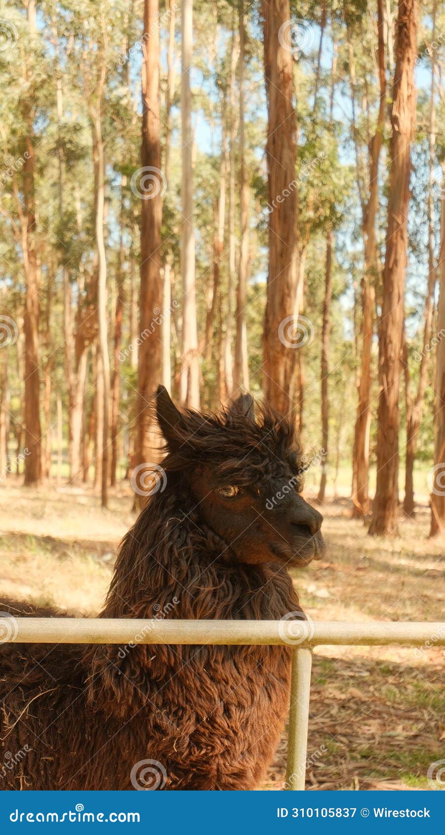 Llama in Forest, Behind a Fence Stock Image - Image of curious, forest ...