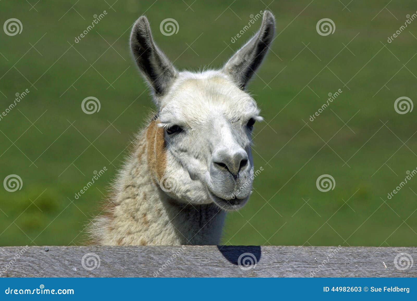 Llama stock image. Image of wooden, fence, closeup, llama - 44982603